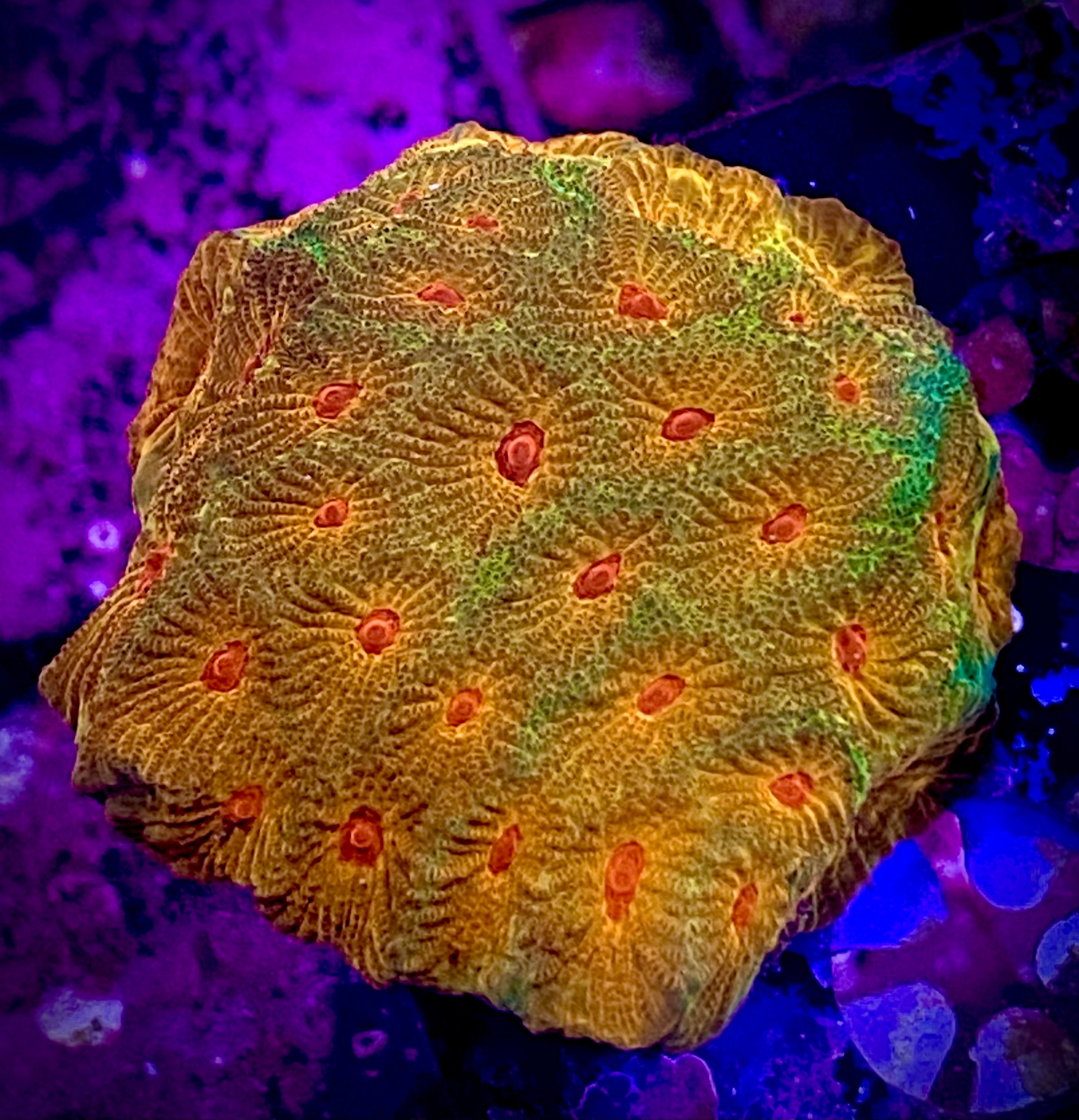 UC Fascination Favia – homegrowncoralreef