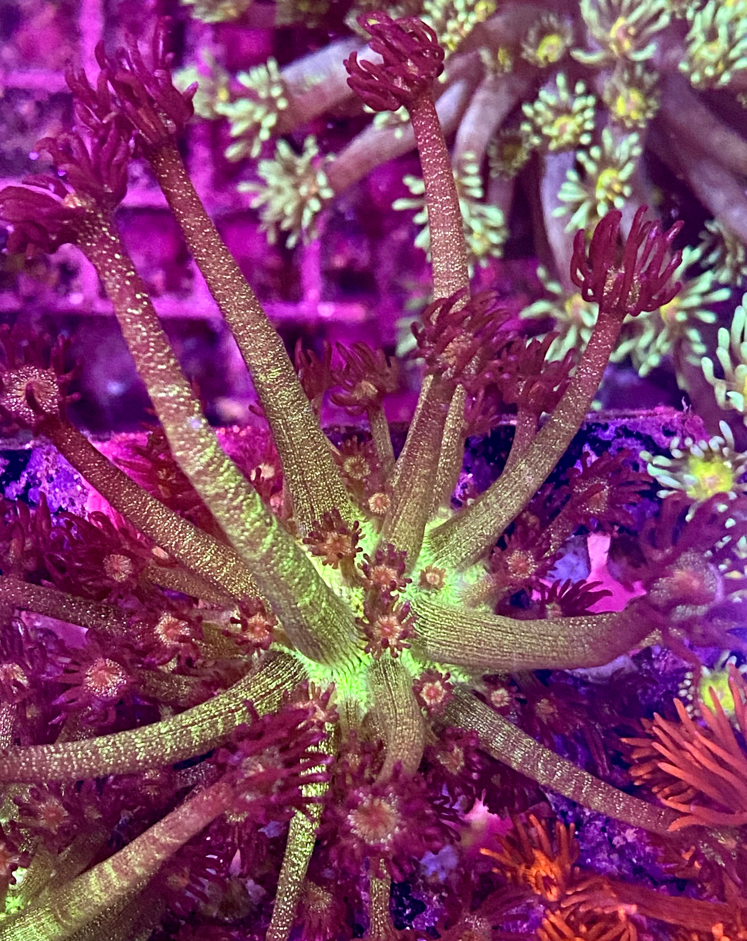 LPS Corals – homegrowncoralreef