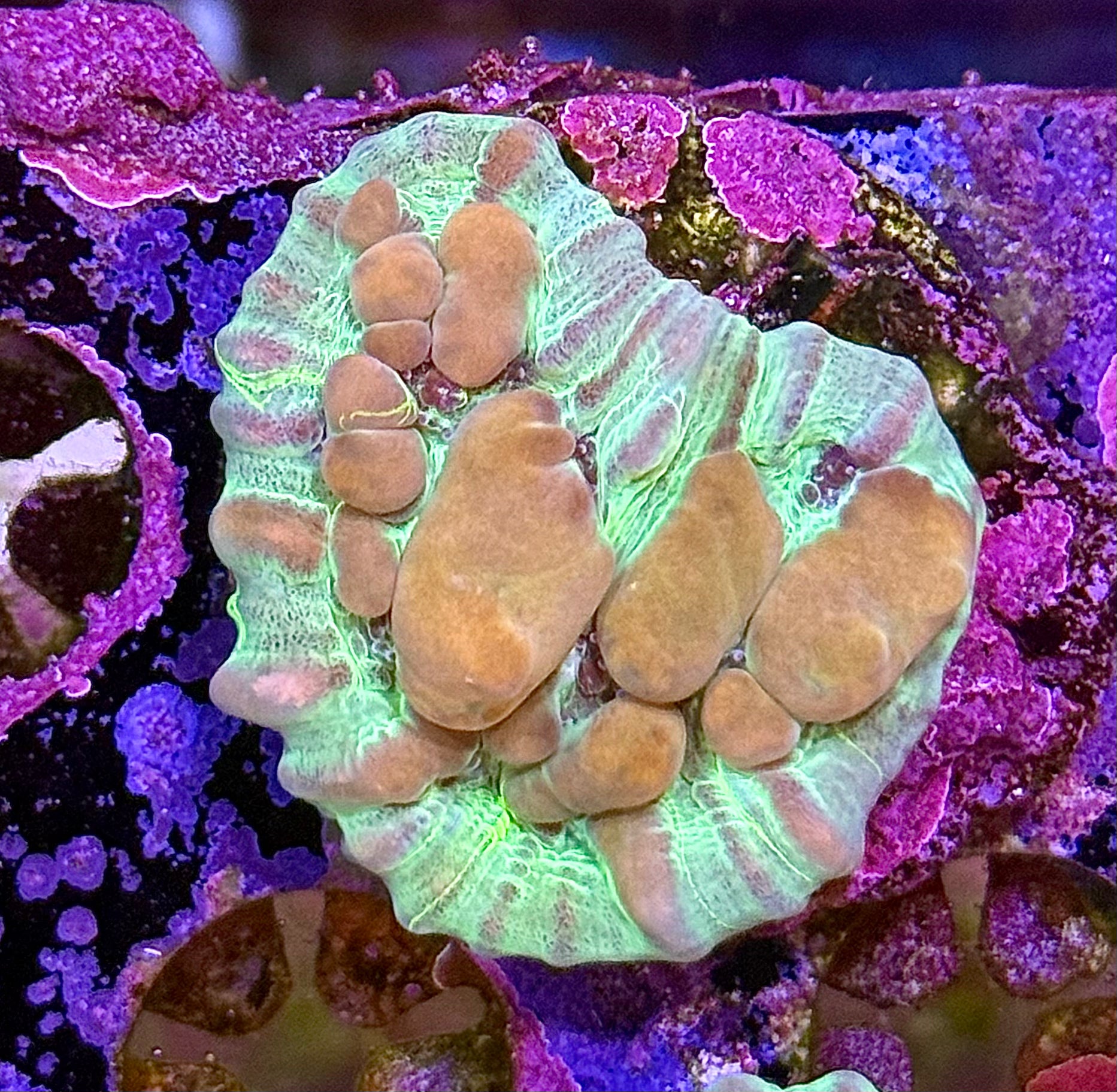 WWC Cosmic Candy Chalice – homegrowncoralreef